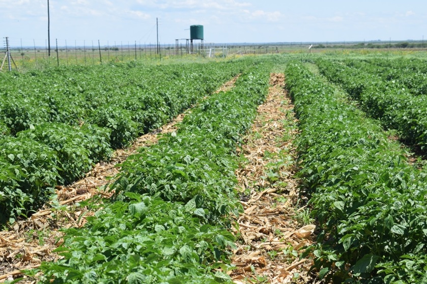 Climate Smart Agriculture is key to food security